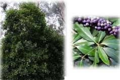 Street trees in Viggers Parade, Glen Waverley | City of Monash