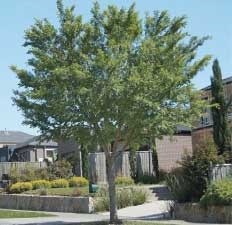 Street trees in The Outlook, Glen Waverley | City of Monash