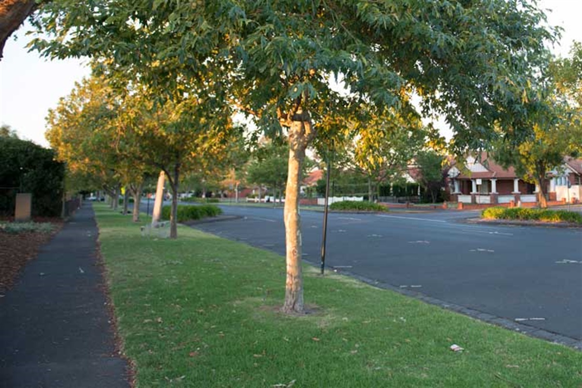 Street Tree Selection | City of Monash