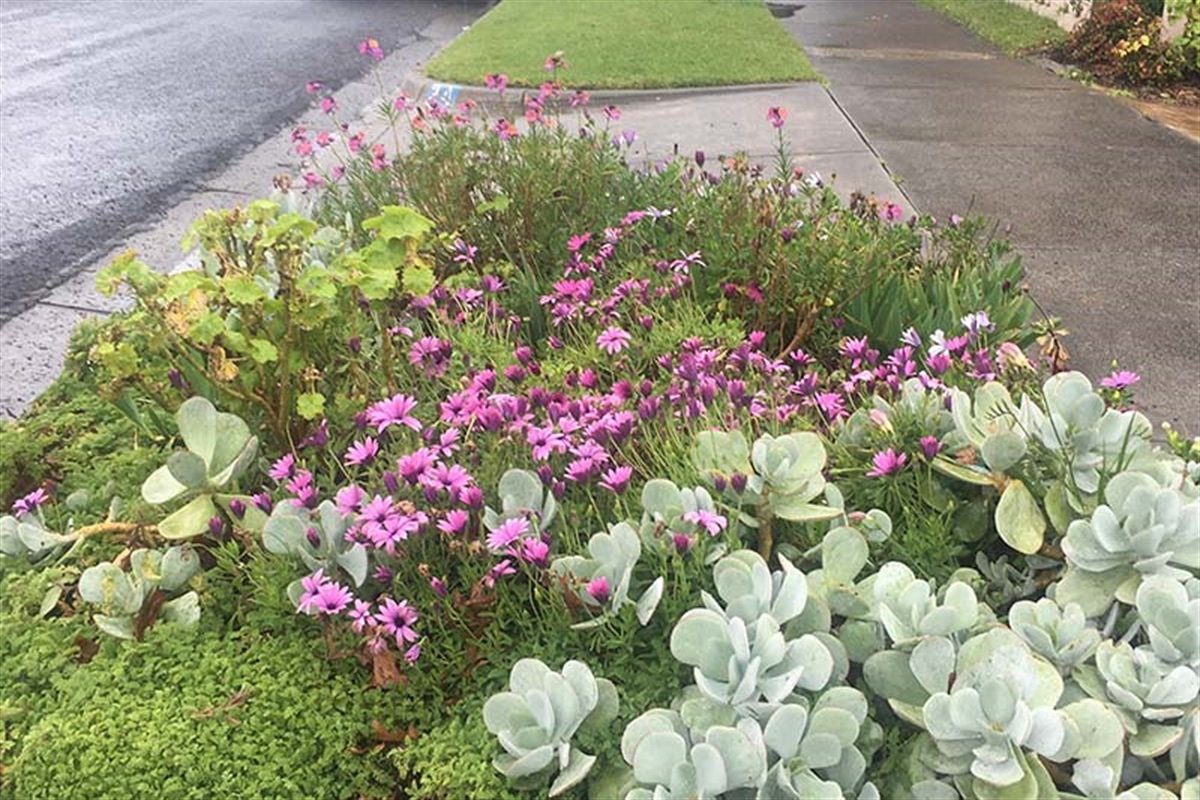 Planting on nature strips guidelines and permit | City of Monash