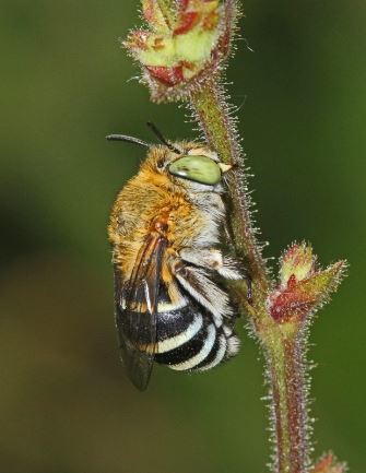 Nature in Focus: Monash Wildlife Photo Exhibition | City of Monash