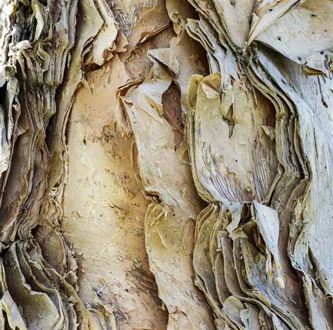 Illegal poisoning of trees results in prosecution | City of Monash